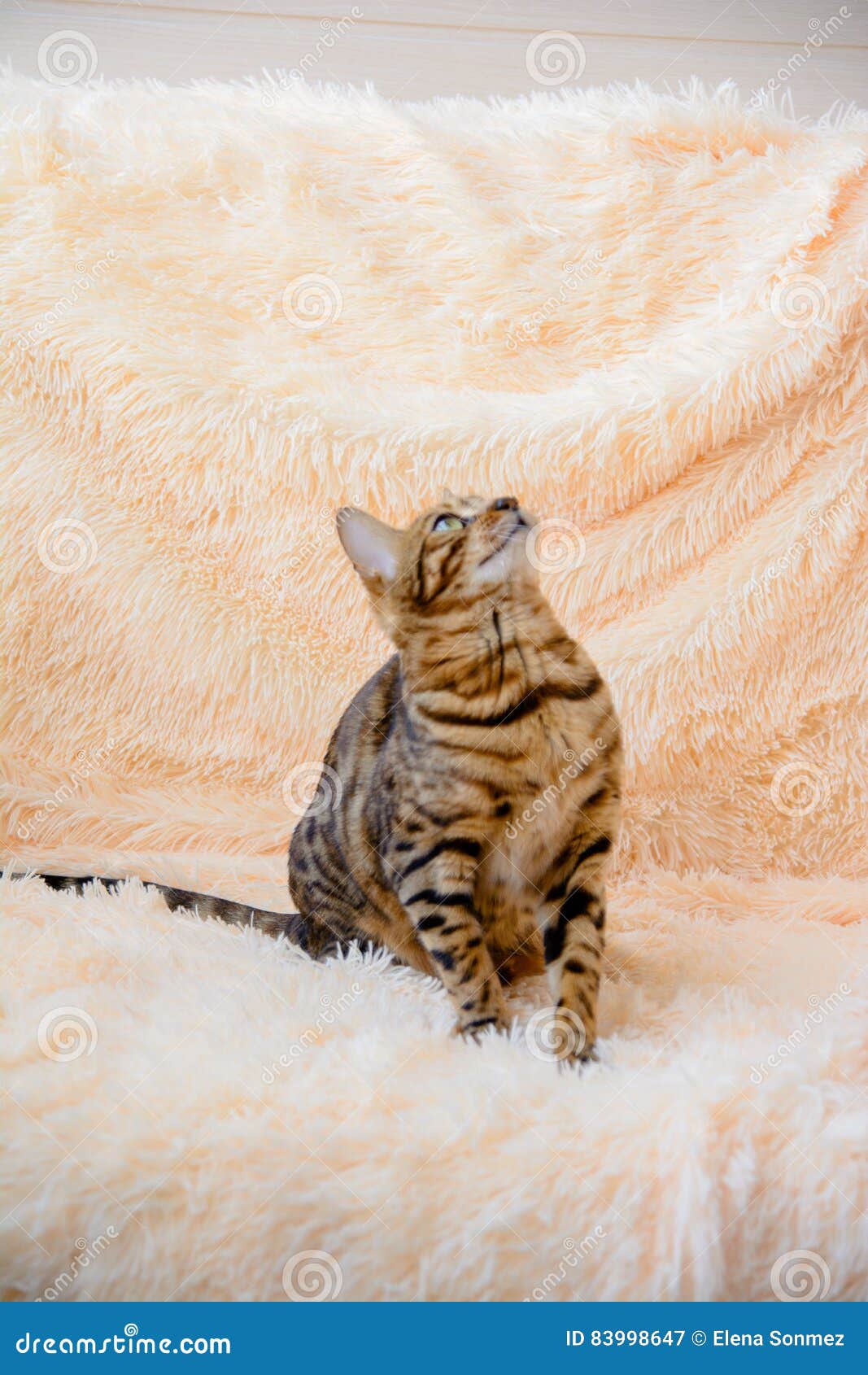 Cute Beautiful Bengal Cat on the Carpet Stock Image - Image of kitten ...