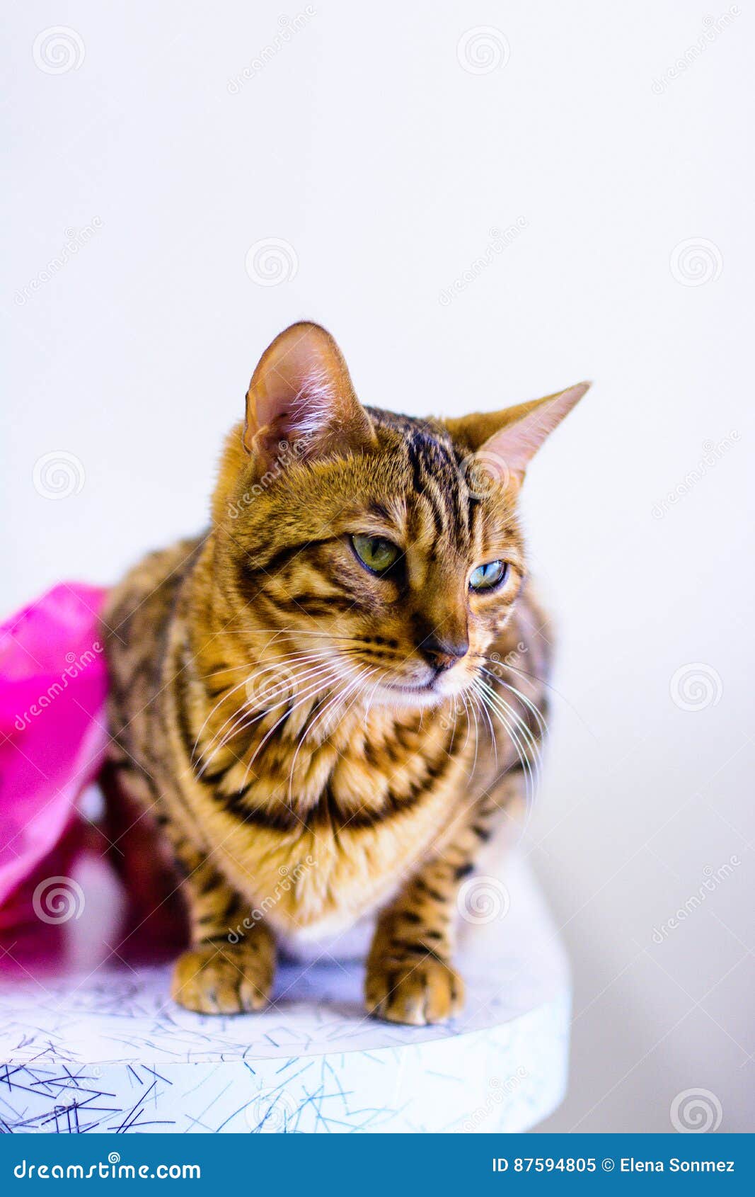 Cute Beautiful Bengal Cat Set on the Table Stock Image - Image of ...