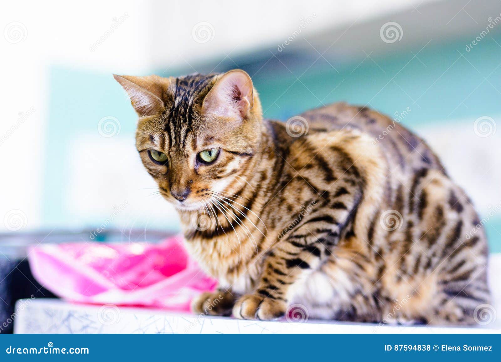 Cute Beautiful Bengal Cat Set on the Table Stock Photo - Image of ...