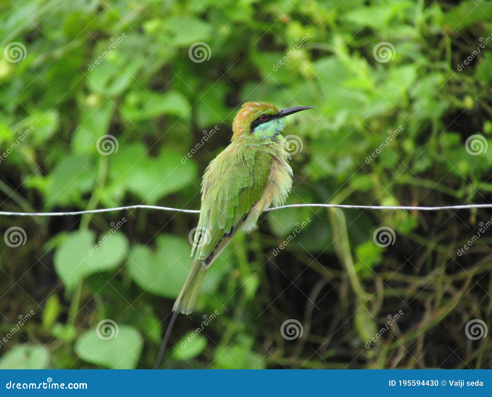 Cute and Beautiful Bird on Electric Cabal. Stock Photo - Image of ...