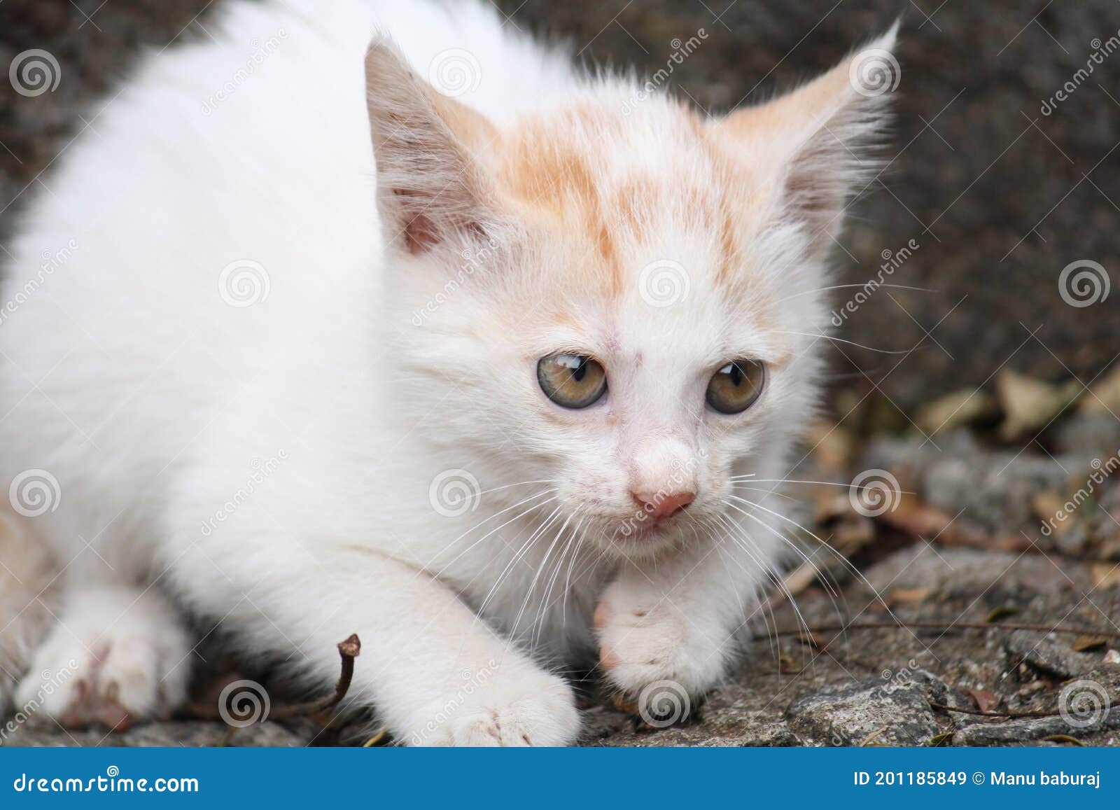 A cute and beautiful cat. stock image. Image of mammal - 201185849