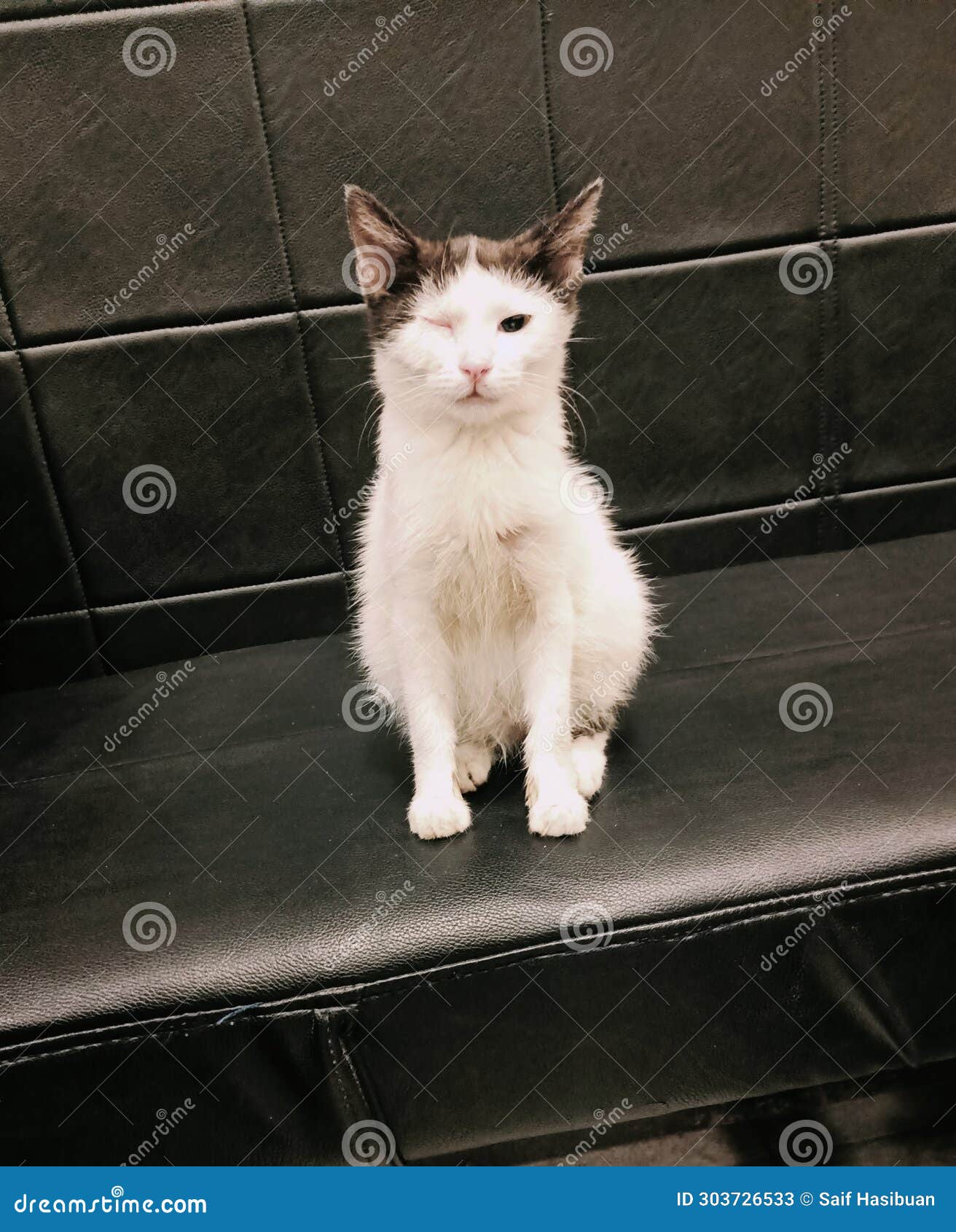 Cute beautiful cat stock image. Image of white, smart - 303726533