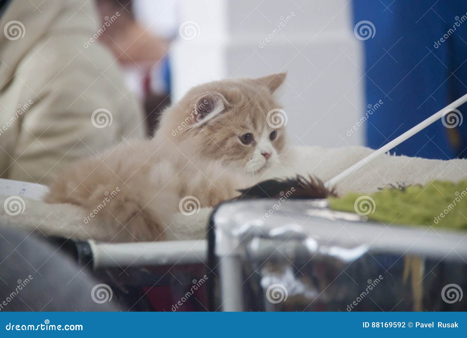 Cute and beautiful cats stock photo. Image of people - 88169592