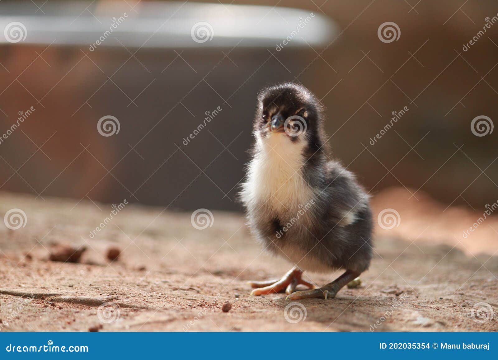 A Cute and Beautiful Chick. Stock Photo - Image of beautiful, cute ...