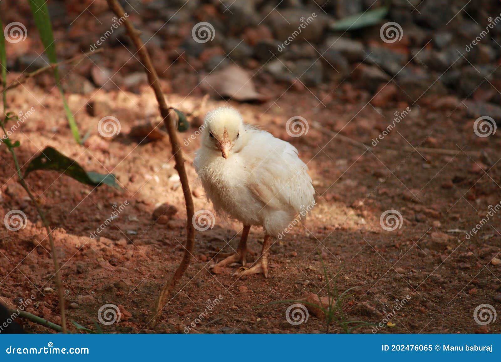 A Cute and Beautiful Chick. Stock Image - Image of waterbird, goose ...