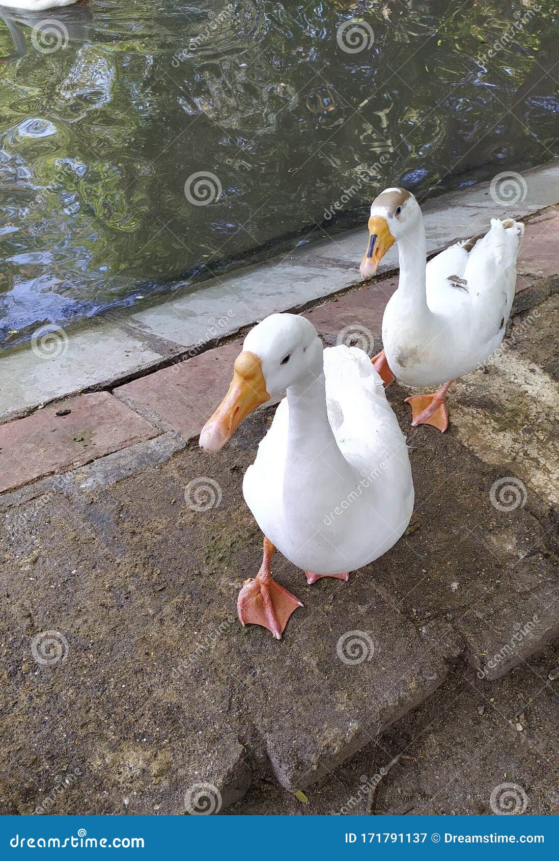 Cute and Beautiful Duck& X27;s Couple with Peace. Stock Image - Image ...