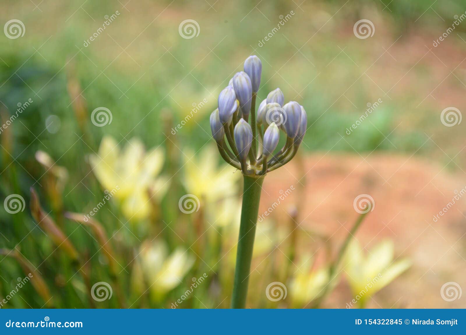 Cute and Beautiful Flower in Garden Stock Image - Image of nature ...
