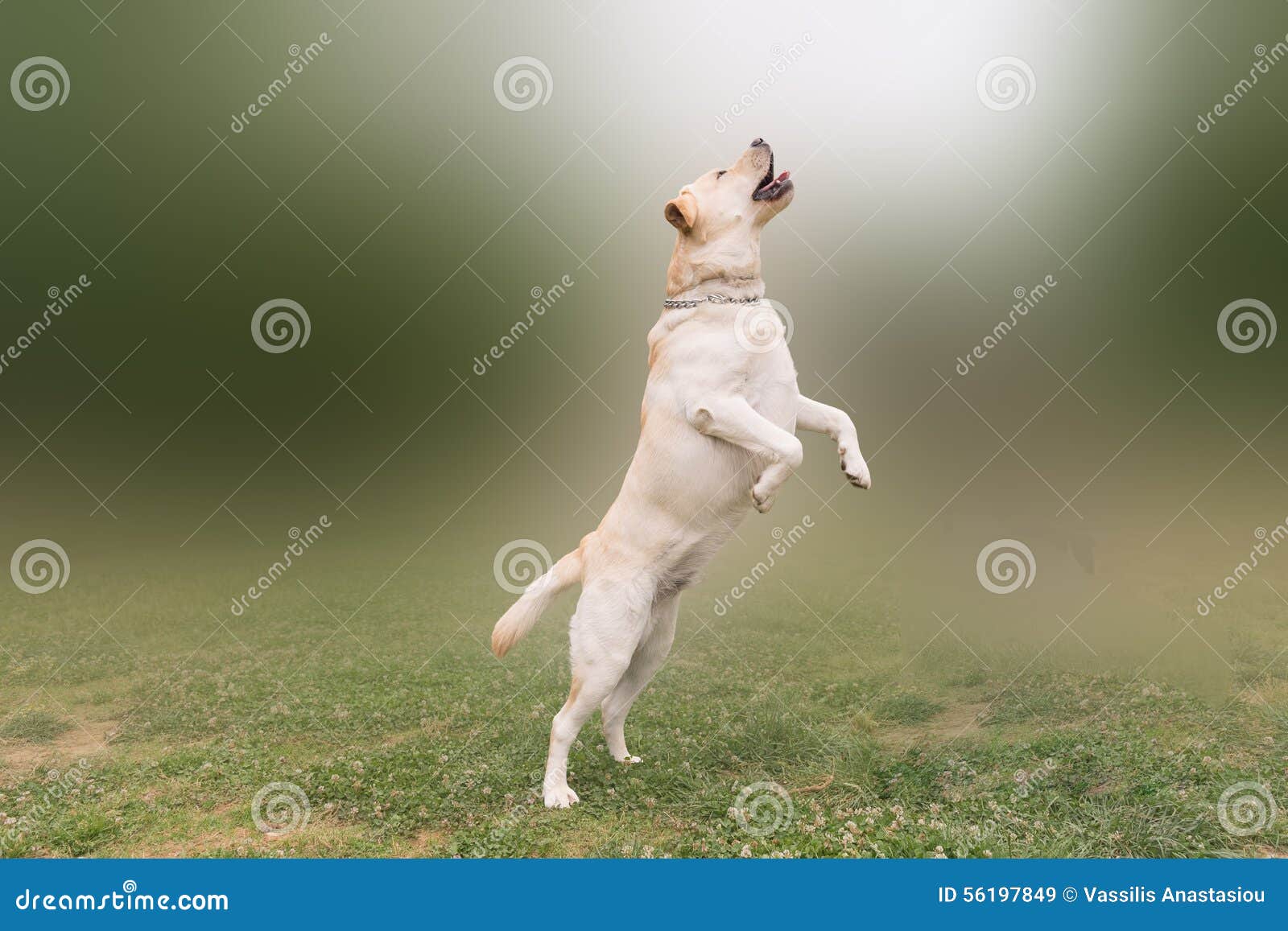 Cute and Beautiful Labrador Jumping High. Stock Image - Image of ...