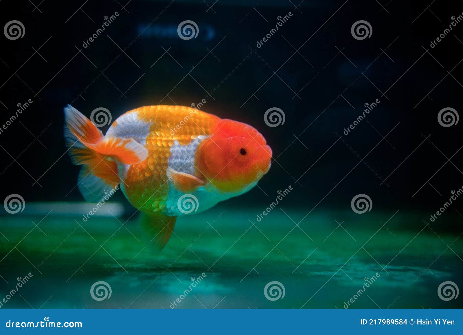 The Cute and Beautiful Ranchu in the Tank Stock Photo - Image of ...