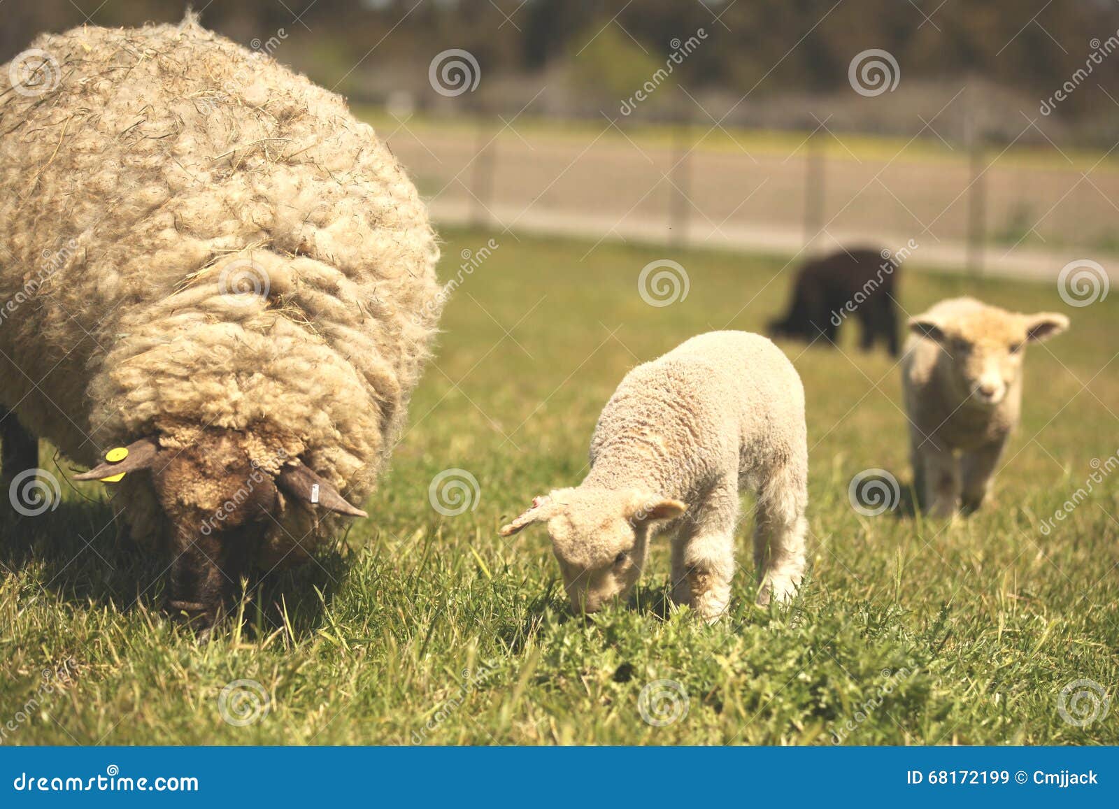 Cute Beautiful Sheep. Soft-focused Stock Image - Image of innocent ...