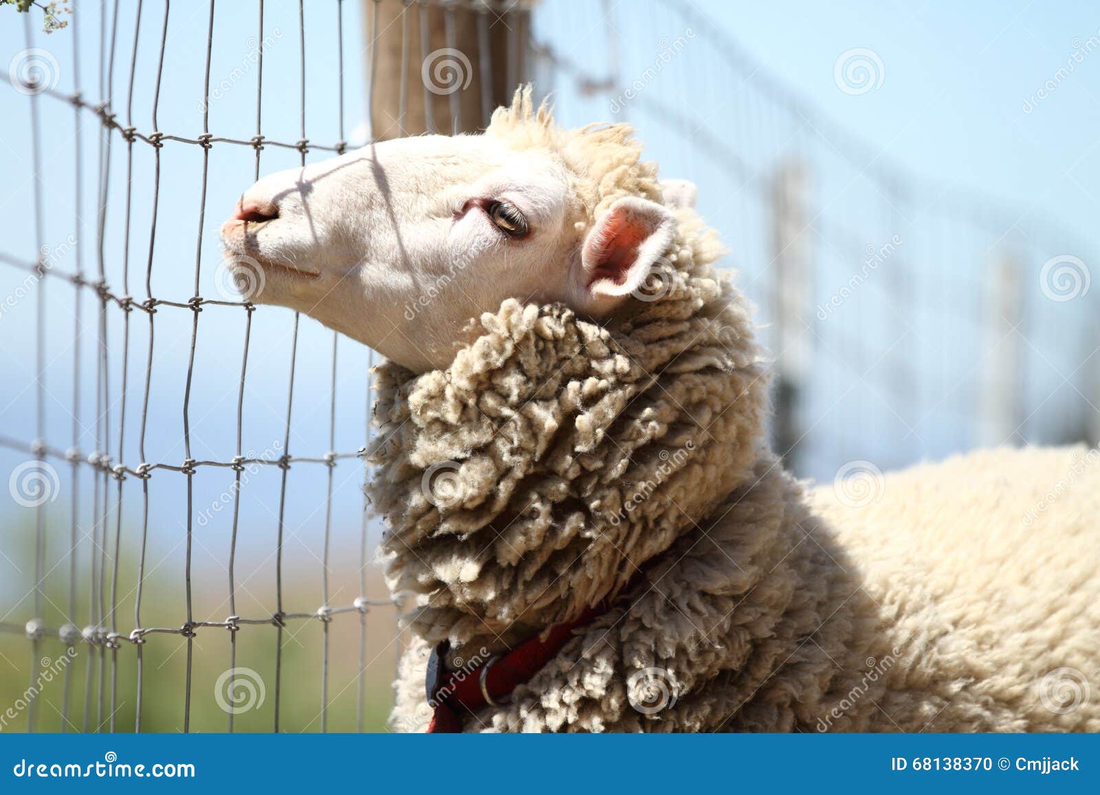 A Cute Beautiful Sheep. Soft-focused Stock Photo - Image of country ...