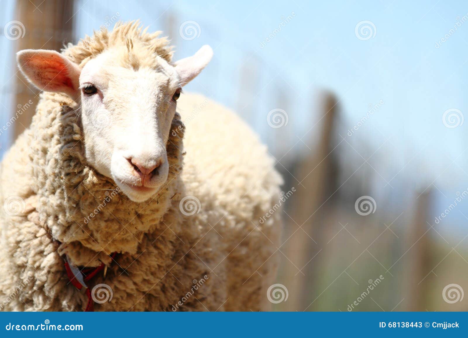 A Cute Beautiful Sheep. Soft-focused Stock Image - Image of livestock ...