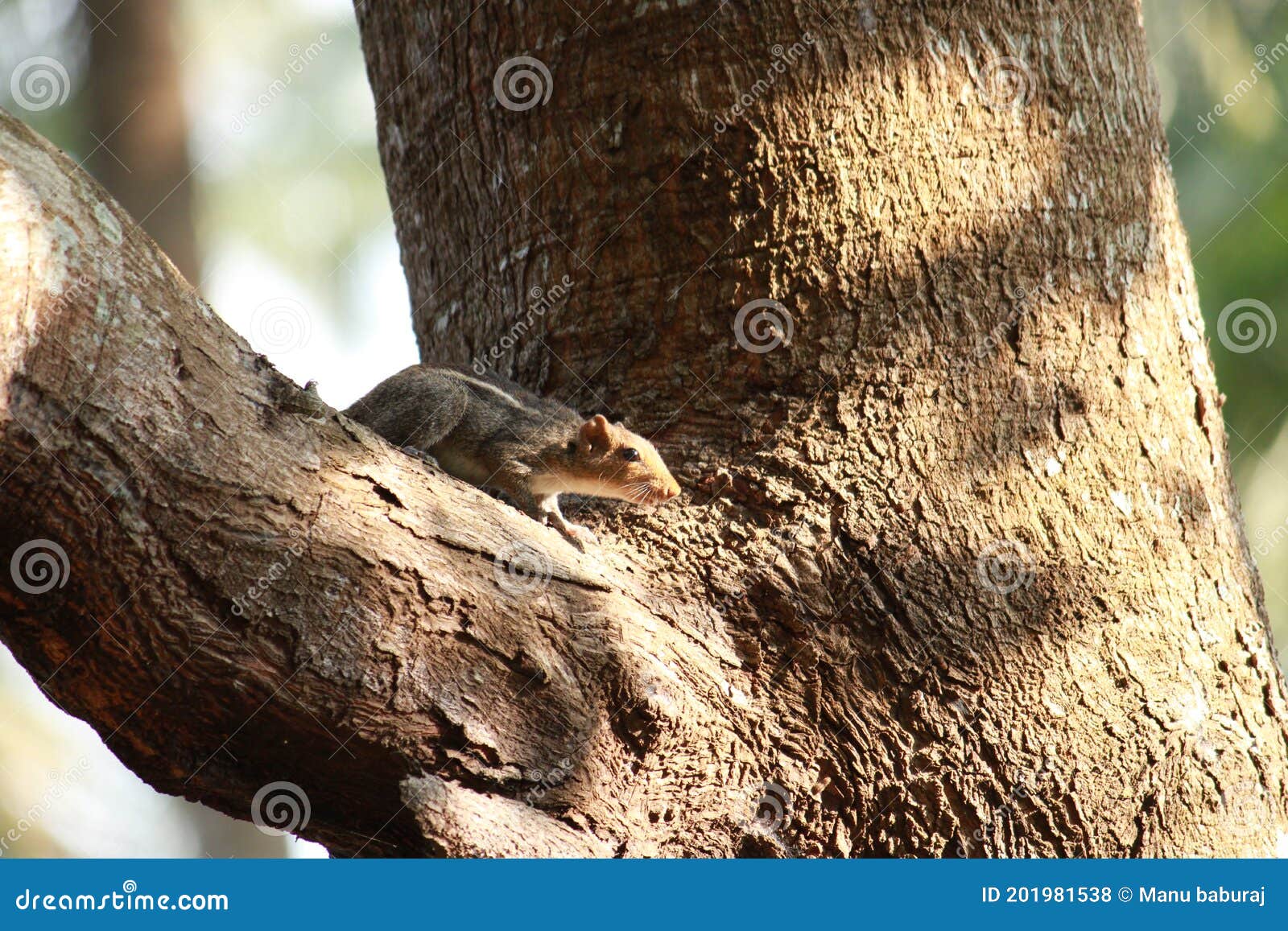 A Cute and Beautiful Squirrel. Stock Photo - Image of squirrel, animal ...
