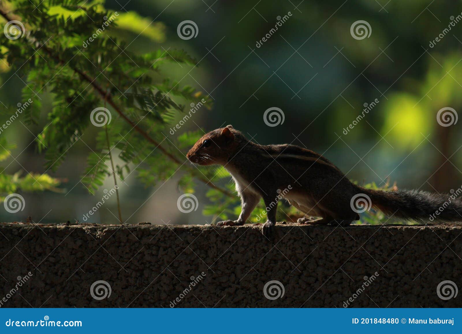 A Cute and Beautiful Squirrel. Stock Photo - Image of animal, nature ...