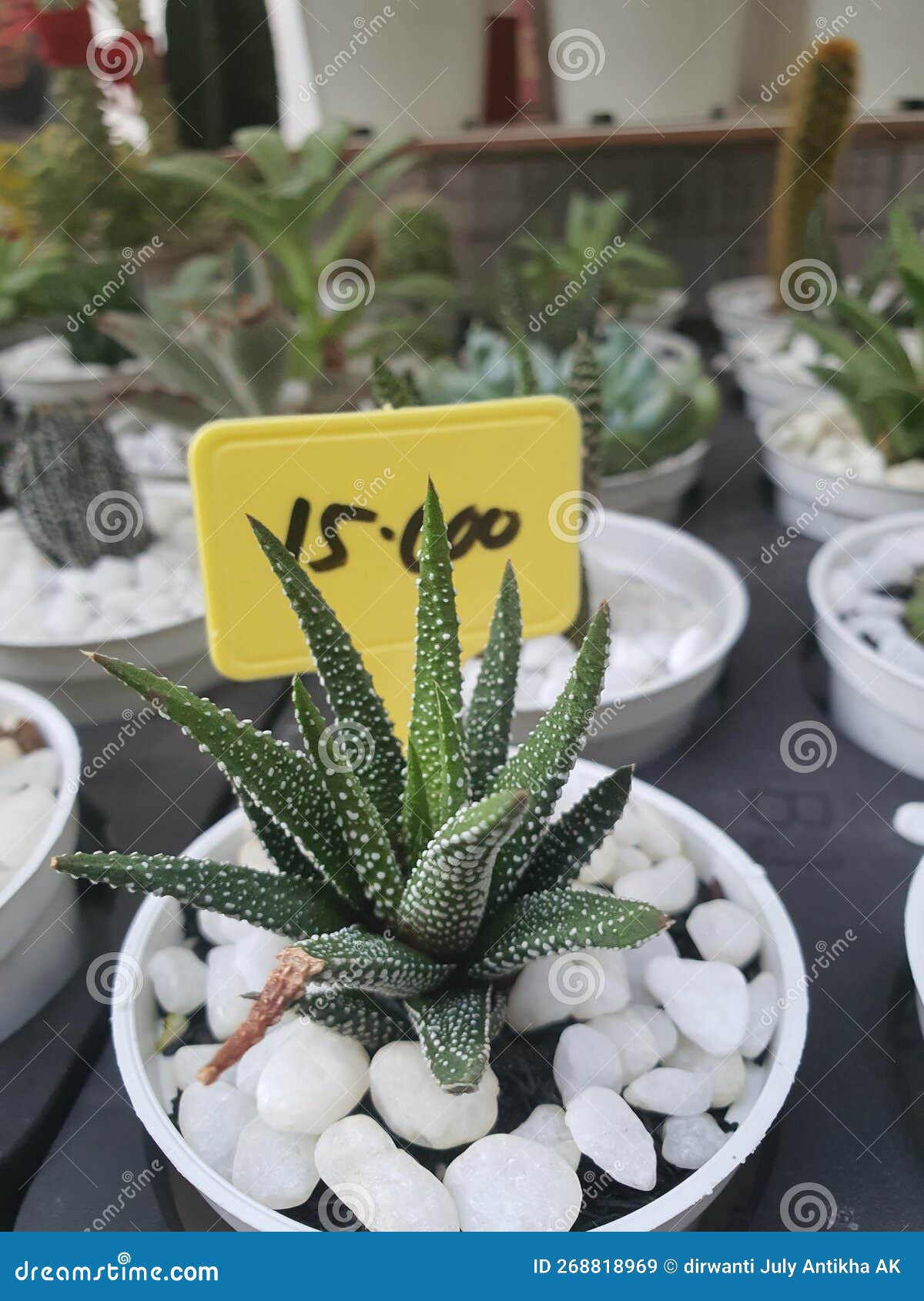 Cute and Beautiful Succulent Stock Image - Image of food, yellow: 268818969