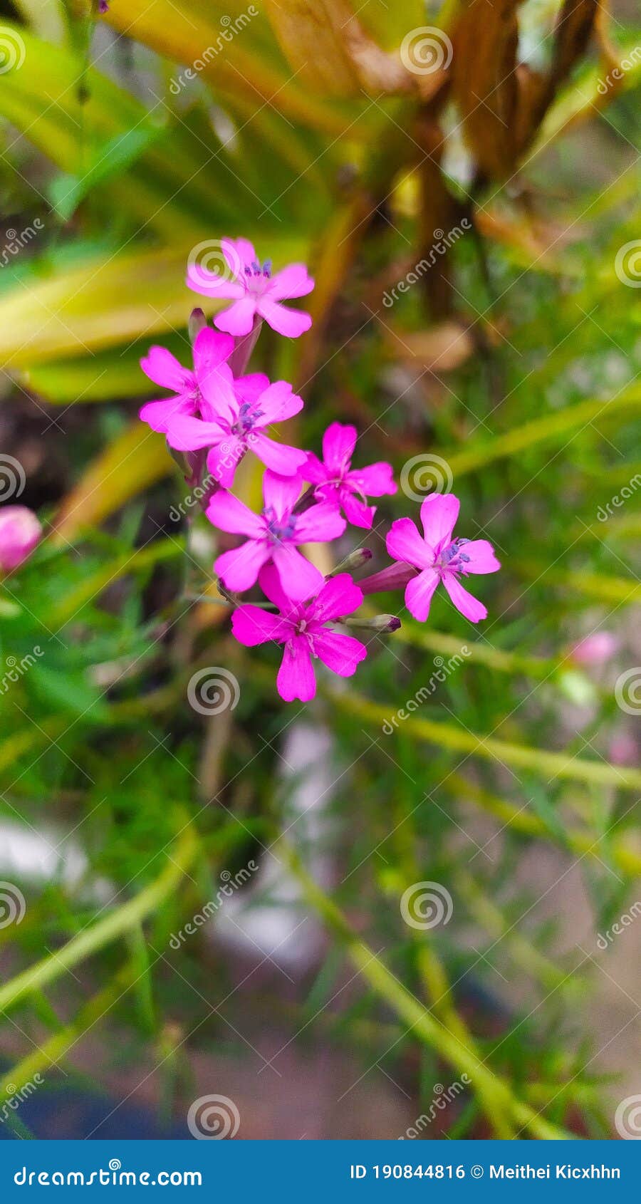 A Cute Beautiful Tiny Pink Flowers Blooming Stock Photo - Image of ...