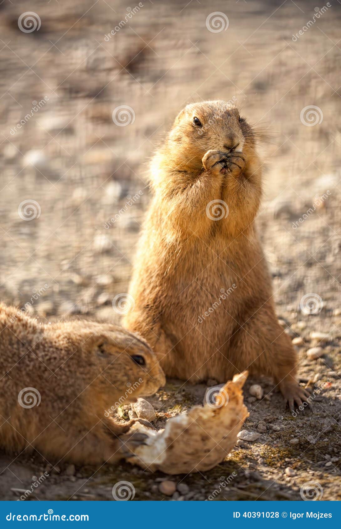 Cute beaver stock photo. Image of habitat, standing, wild - 40391028