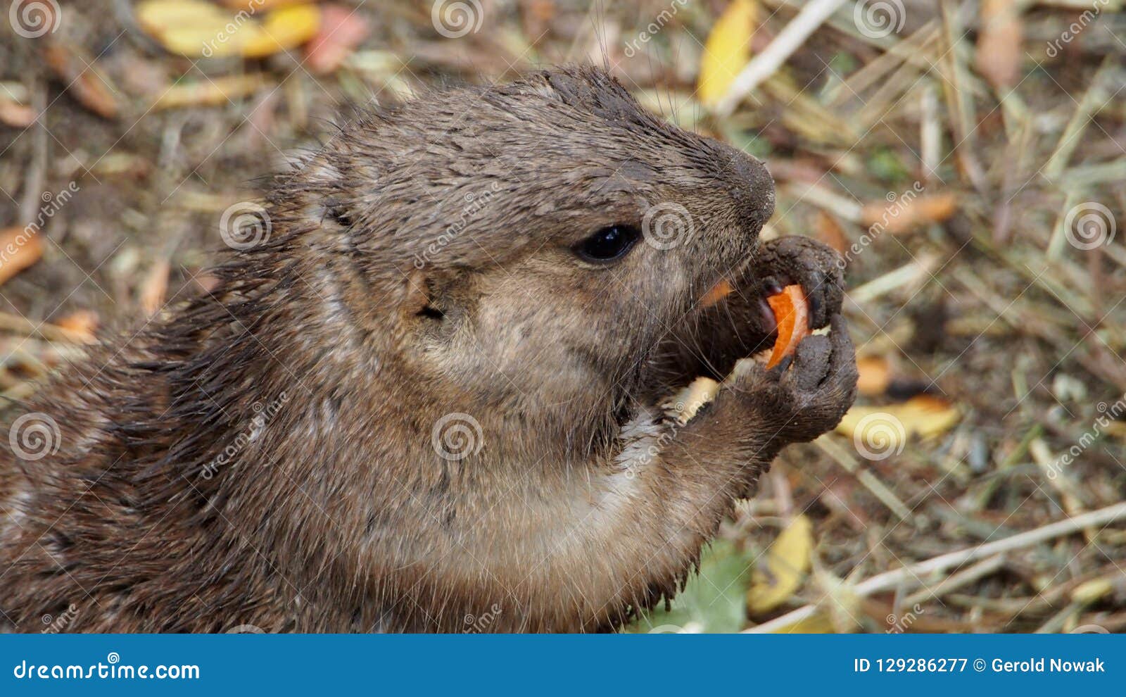 Cute Beaver Eating a Pumpkin Stock Image - Image of wildlife, brown ...