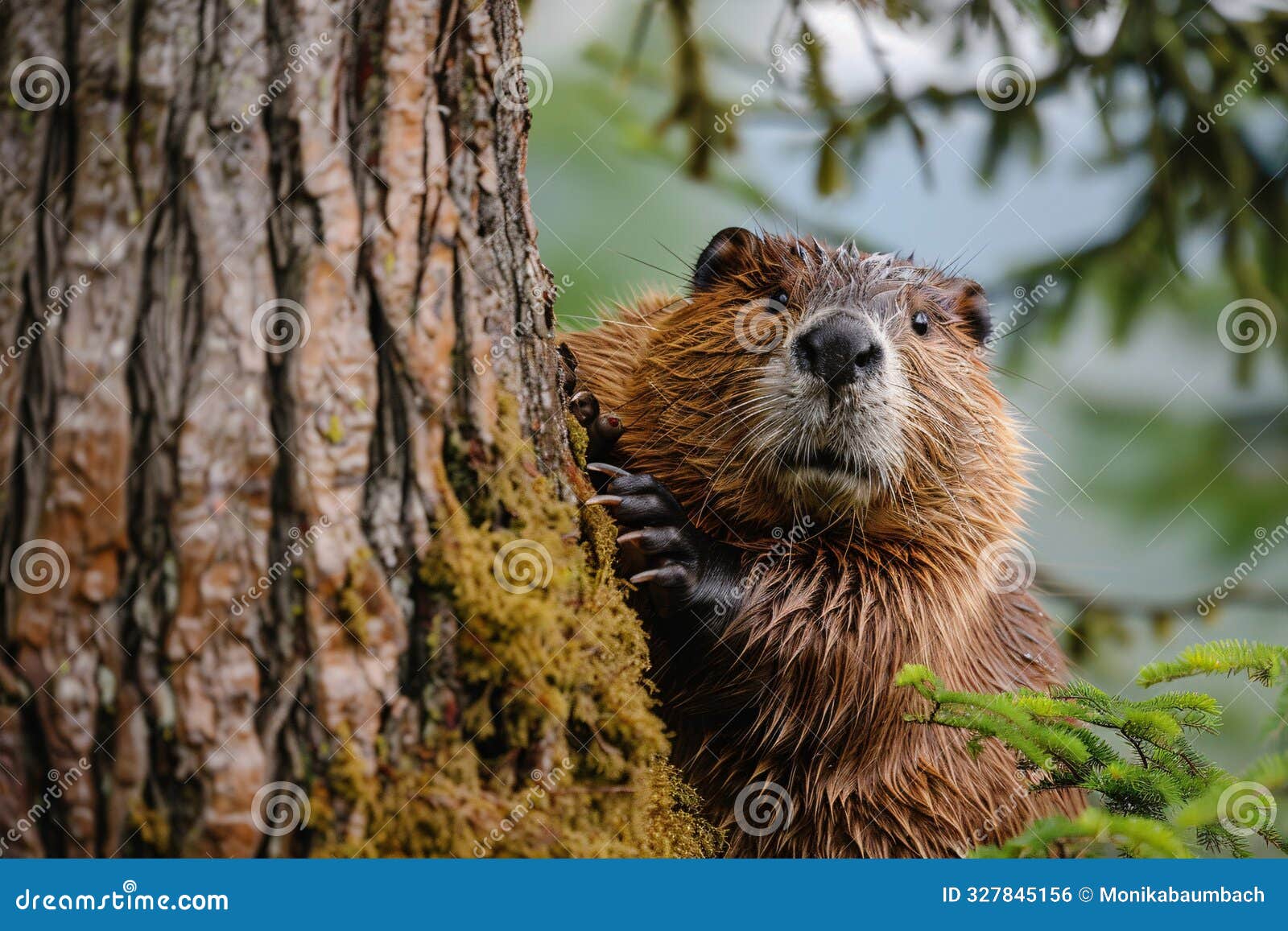 Cute Beaver Leaning On Tree Stock Photography | CartoonDealer.com ...