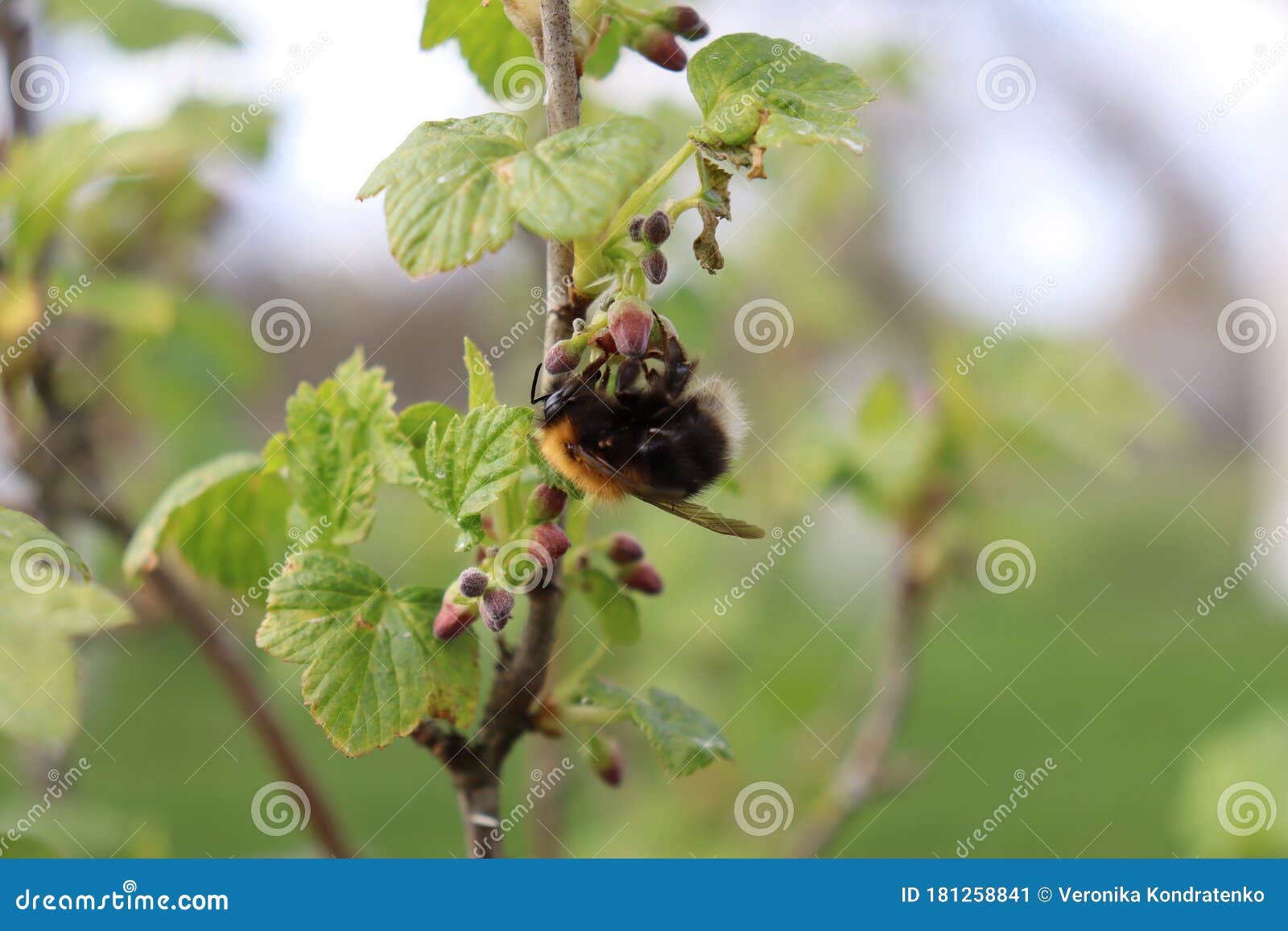 Busy like a bee stock image. Image of branch, food, wildflower - 181258841