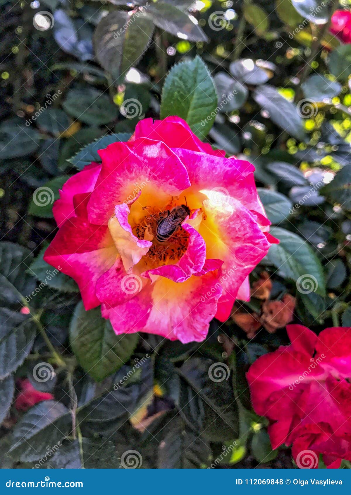 Cute bee on the rose stock photo. Image of pattern, love - 112069848