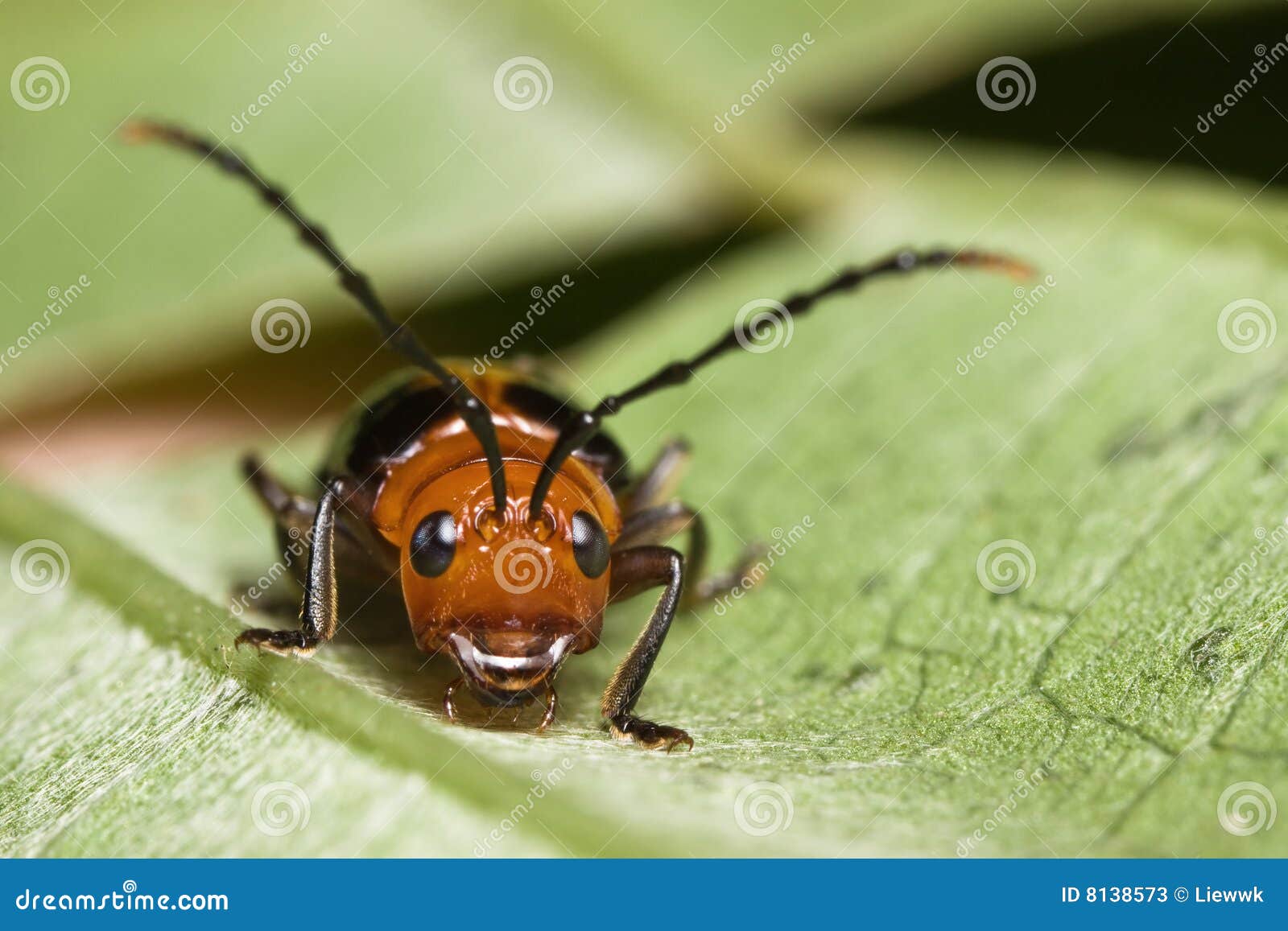 Cute Beetle face stock image. Image of nature, wild, park - 8138573