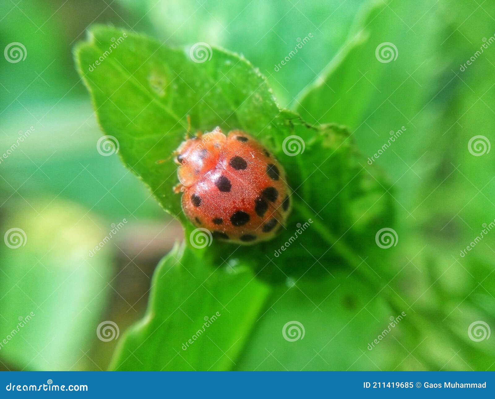 Cute Beetle Face Stock Photography | CartoonDealer.com #8138666