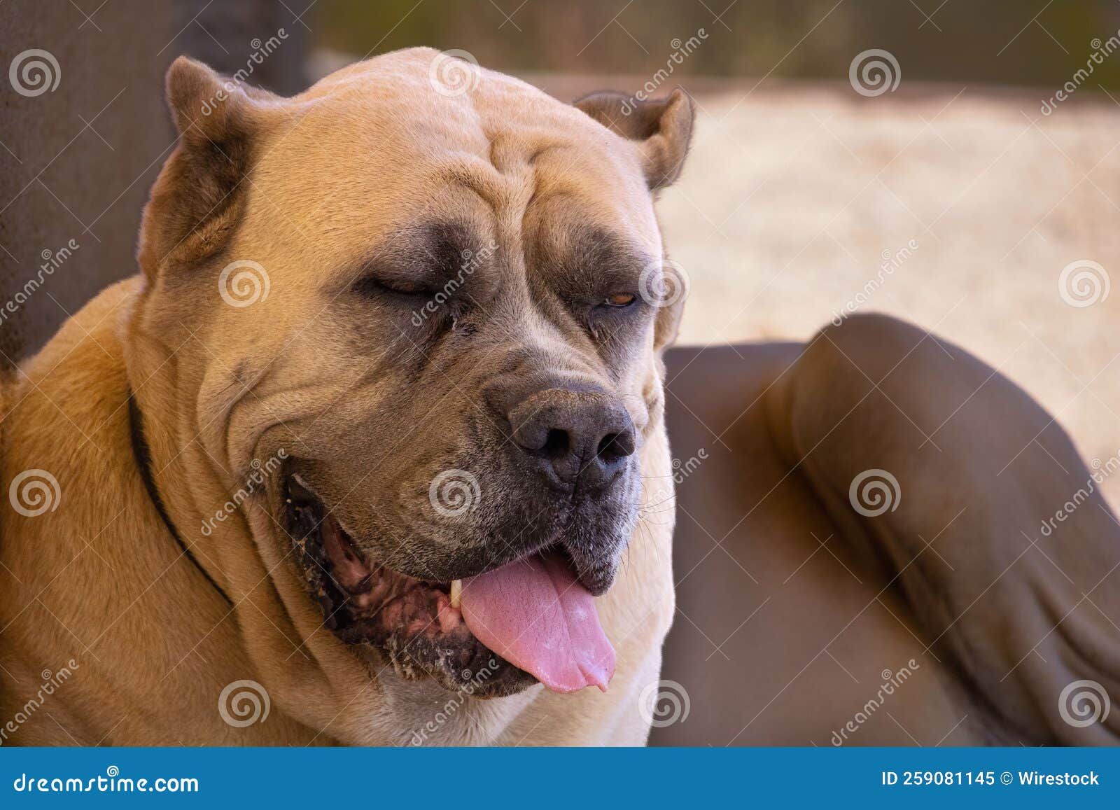 Cute Beige Cane Corso Dog Resting Stock Image - Image of corso ...