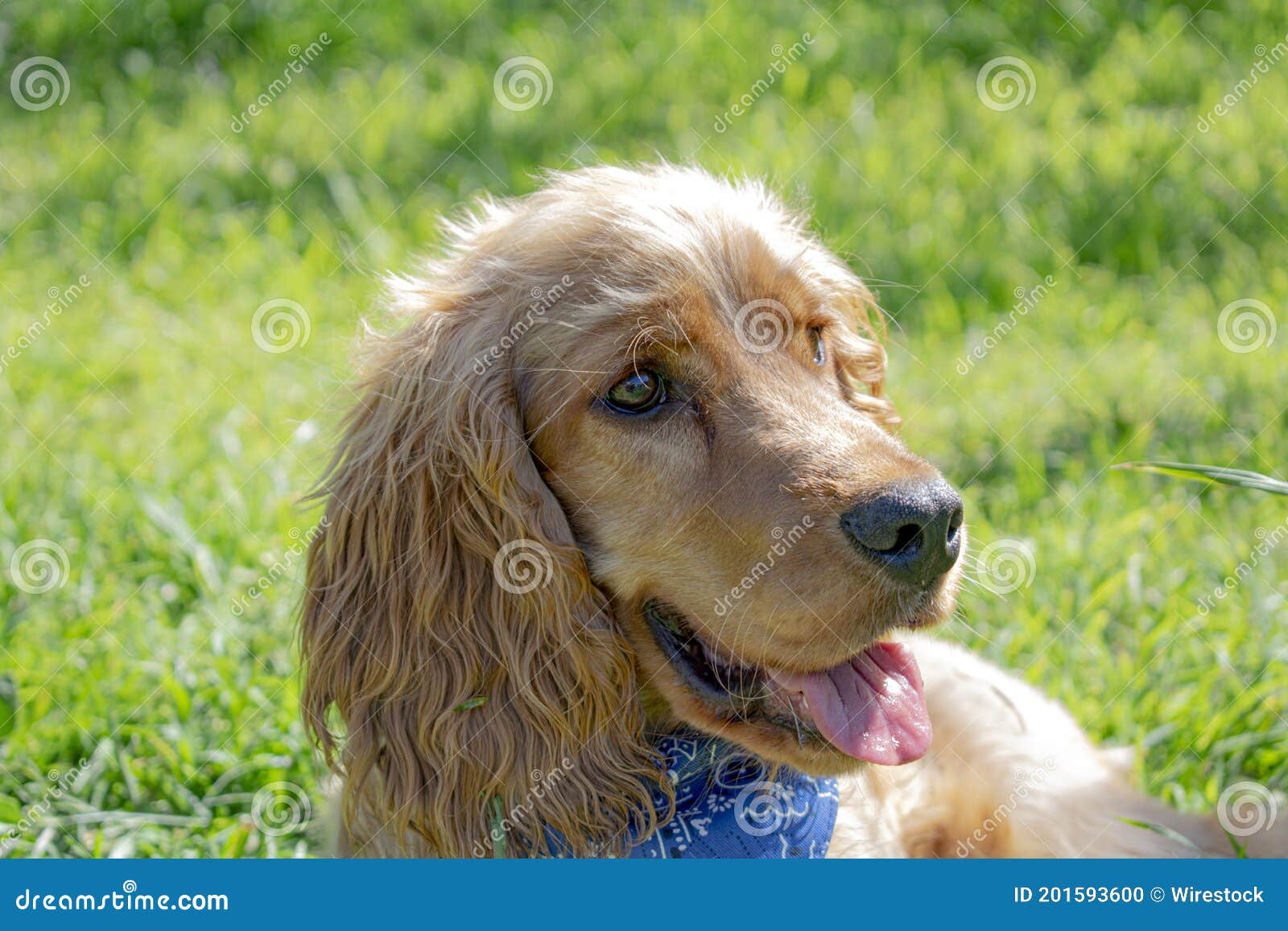 Cute Beige Cocker Spaniel in the Park Stock Photo - Image of cocker ...