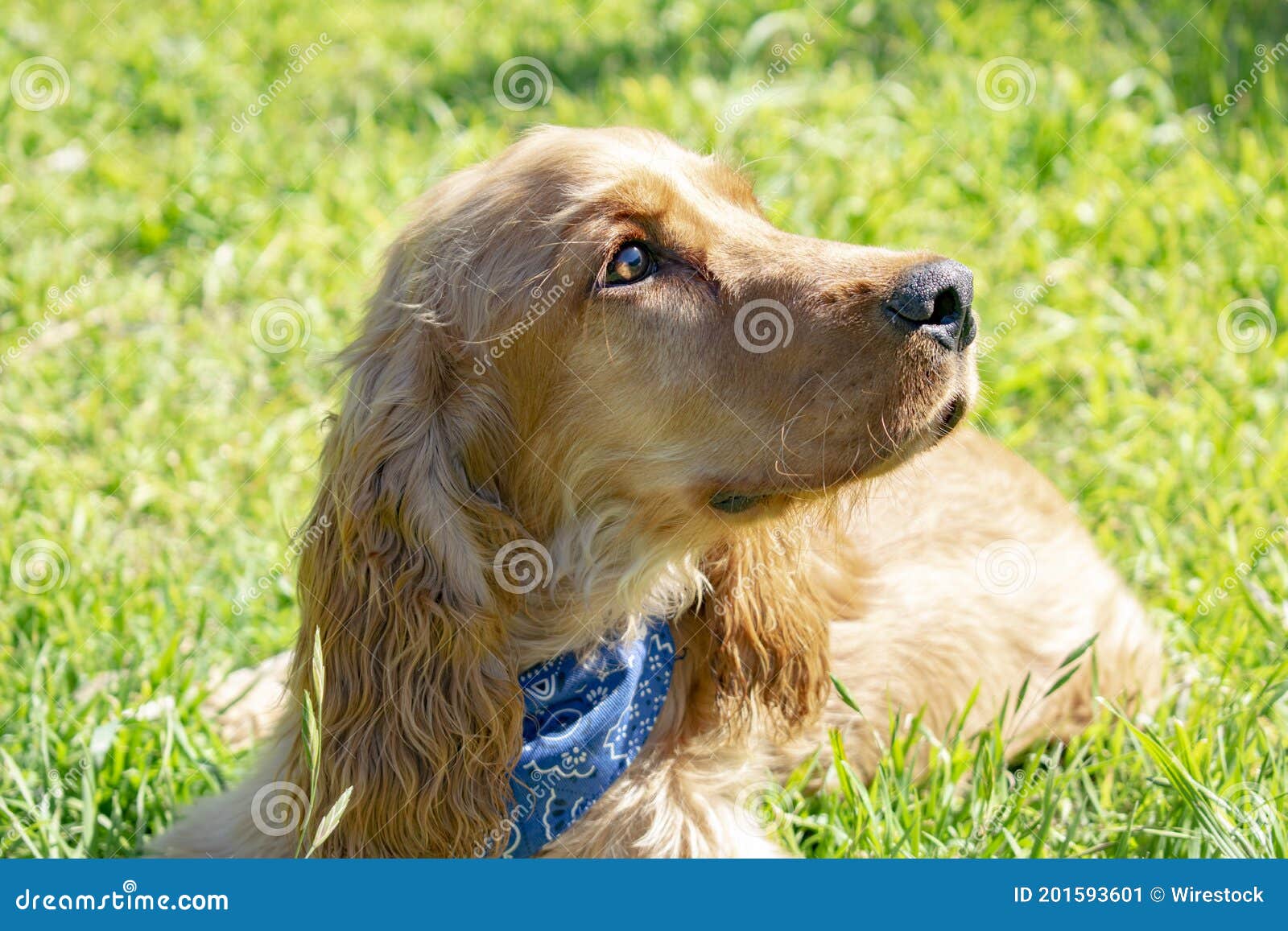 Cute Beige Cocker Spaniel in the Park Stock Image - Image of young ...