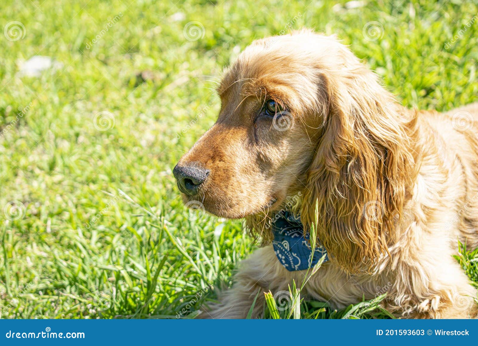 Cute Beige Cocker Spaniel in the Park Stock Image - Image of portrait ...