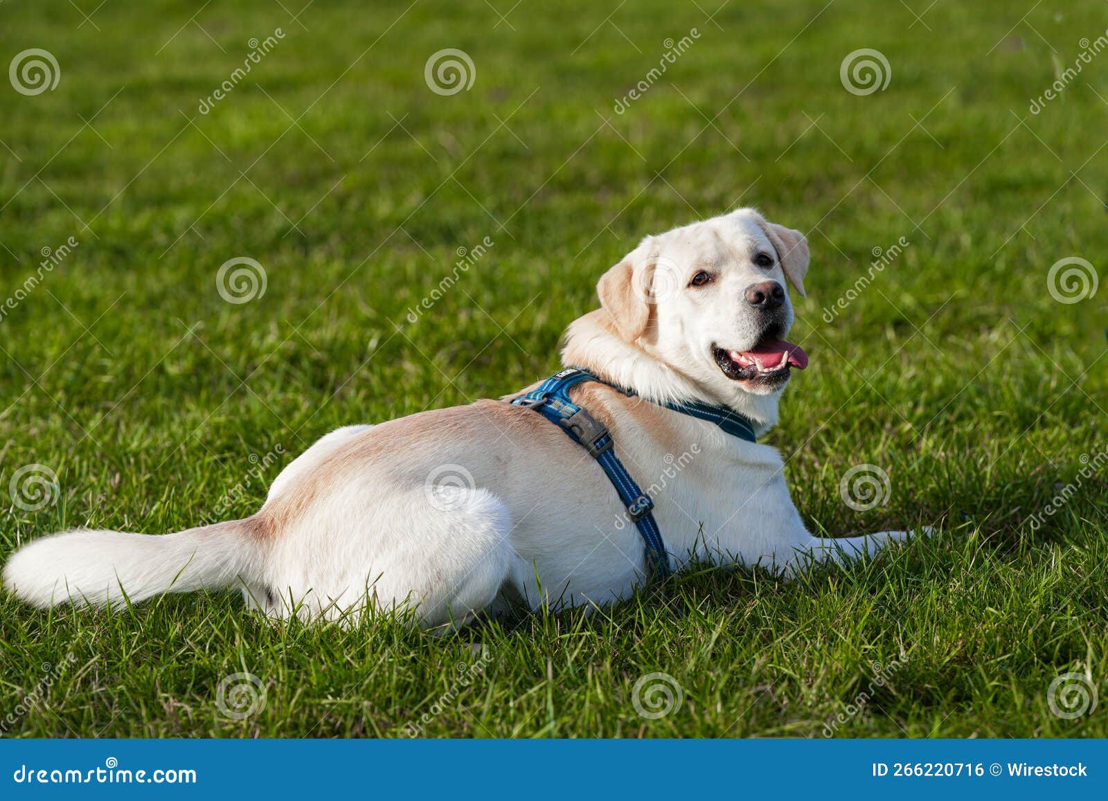 Cute Beige Labrador on Grass Stock Photo - Image of canine, friend ...
