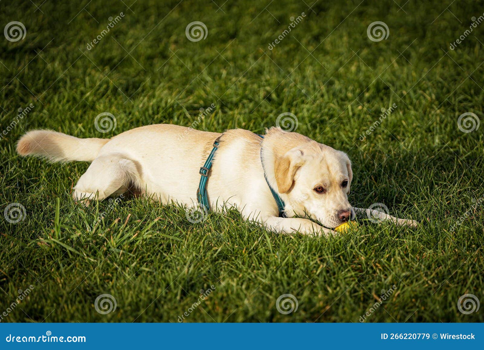 Cute Beige Labrador on Grass Stock Image - Image of breed, nature ...