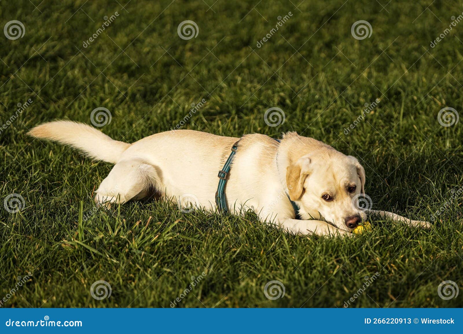 Cute Beige Labrador on Grass Stock Image - Image of young, canine ...