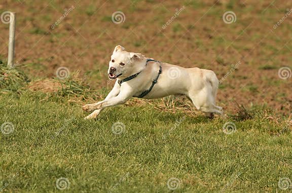 Cute Beige Labrador Running on Grass Stock Image - Image of grass ...