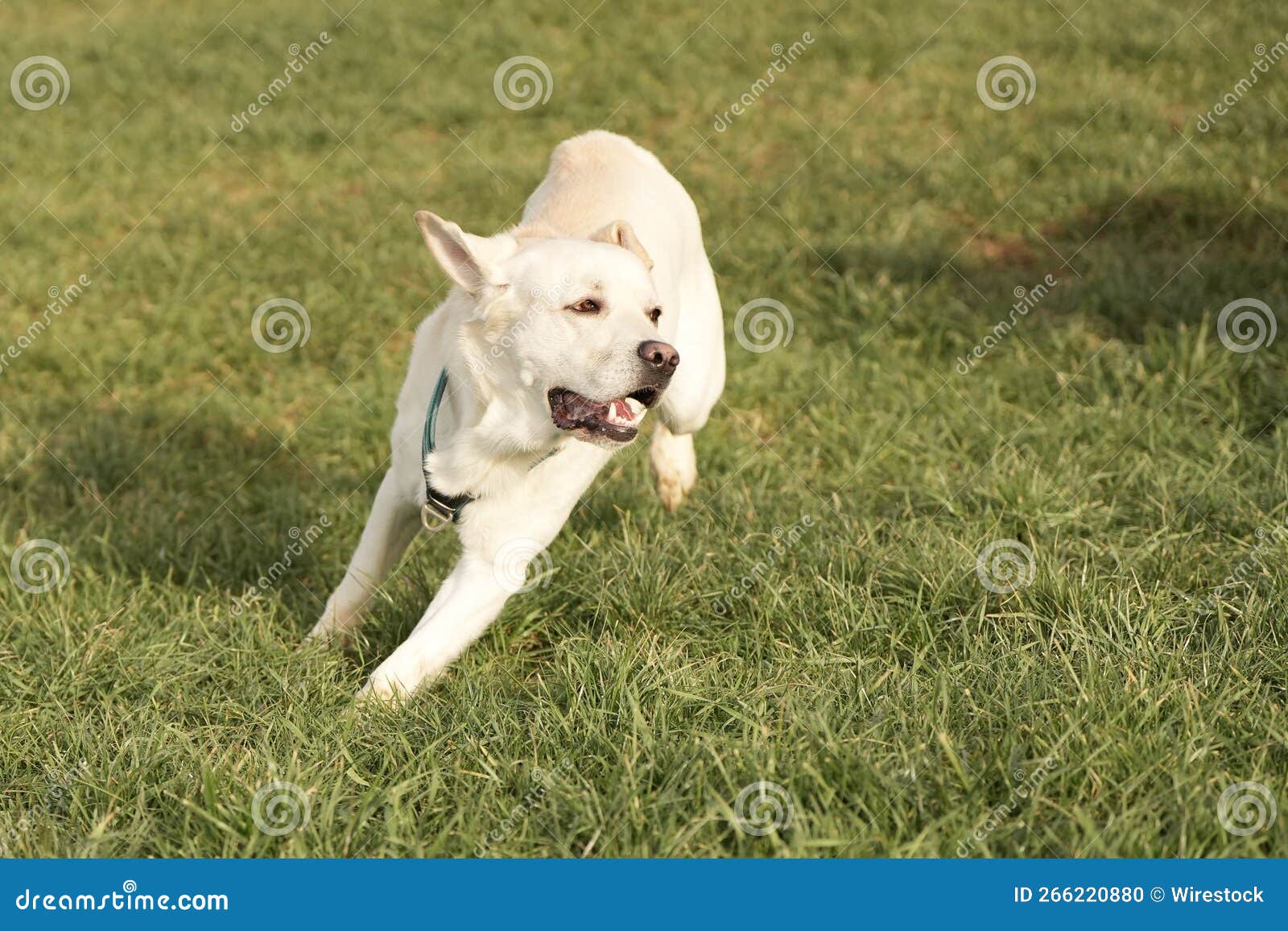 Cute Beige Labrador Running on Grass Stock Photo - Image of background ...