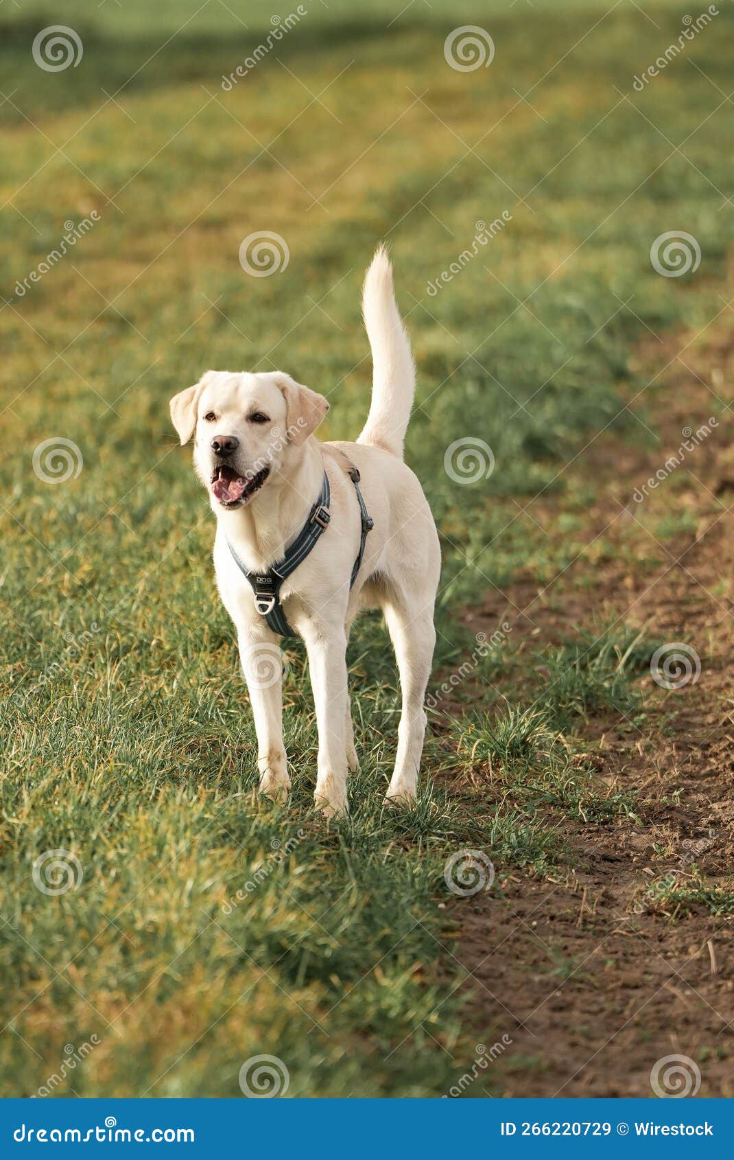 Cute Beige Labrador Walking on Grass Stock Image - Image of leisure ...