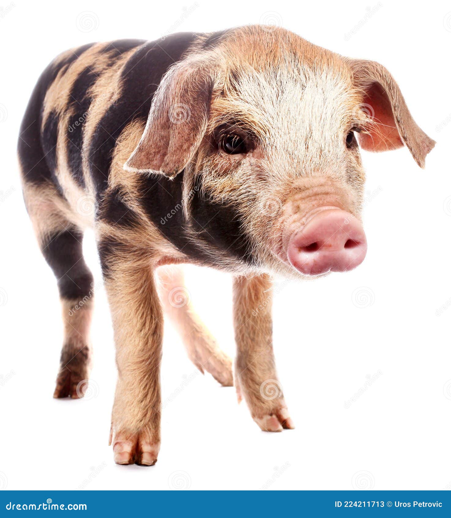 Cute Beige Pig with Black Spots Stock Image - Image of female, isolated ...