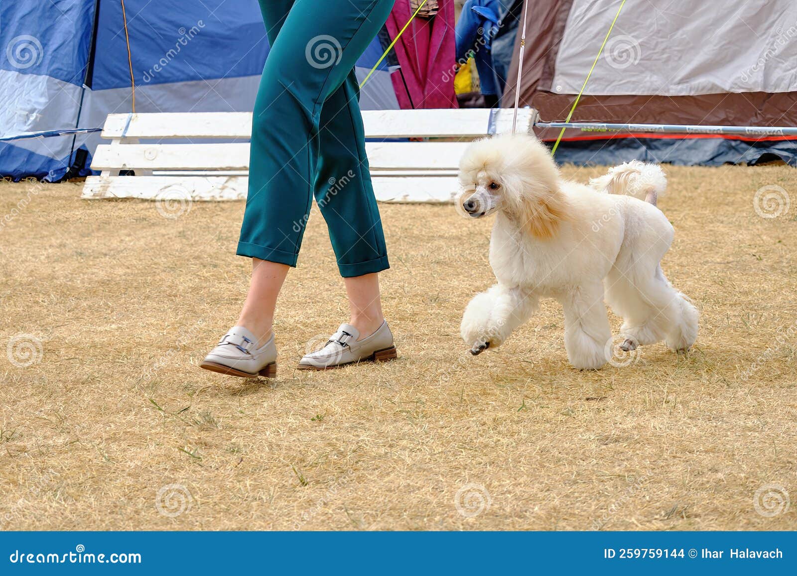 Cute Beige Poodle Puppy on a Walk Stock Photo - Image of dwarf, field ...
