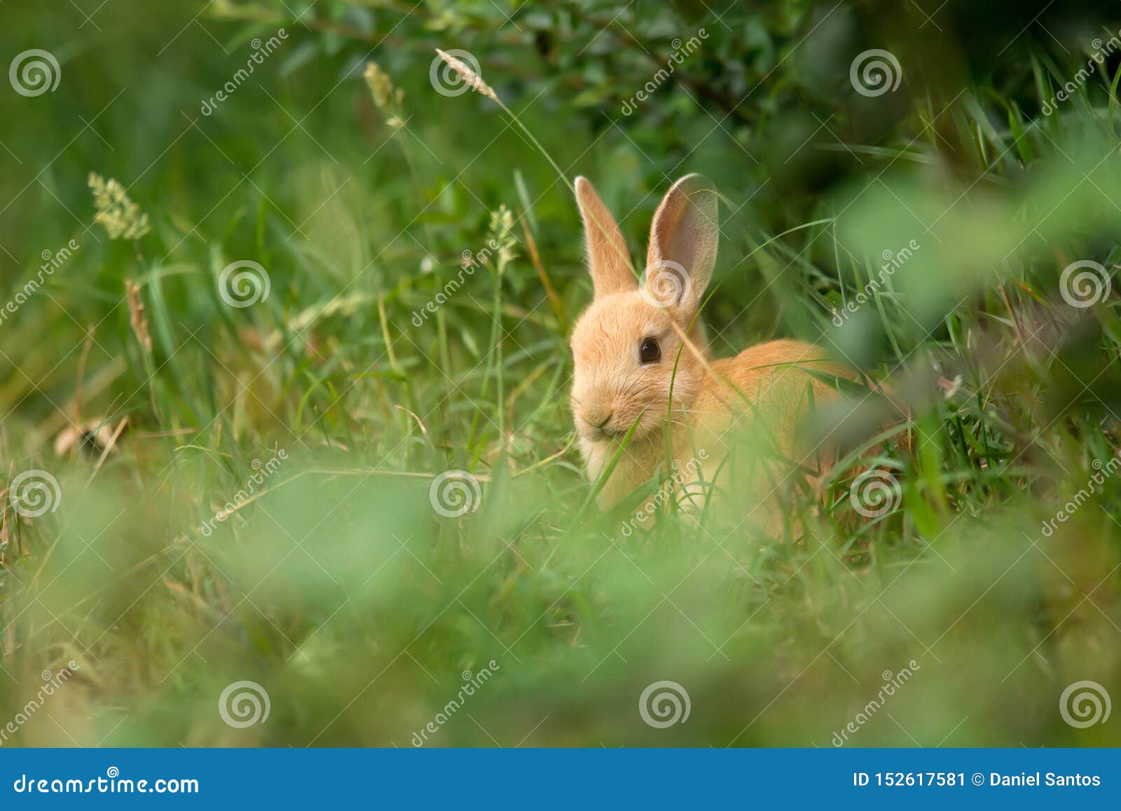 Cute Beige Rabbit in the Grass Stock Image - Image of meadow, animal ...