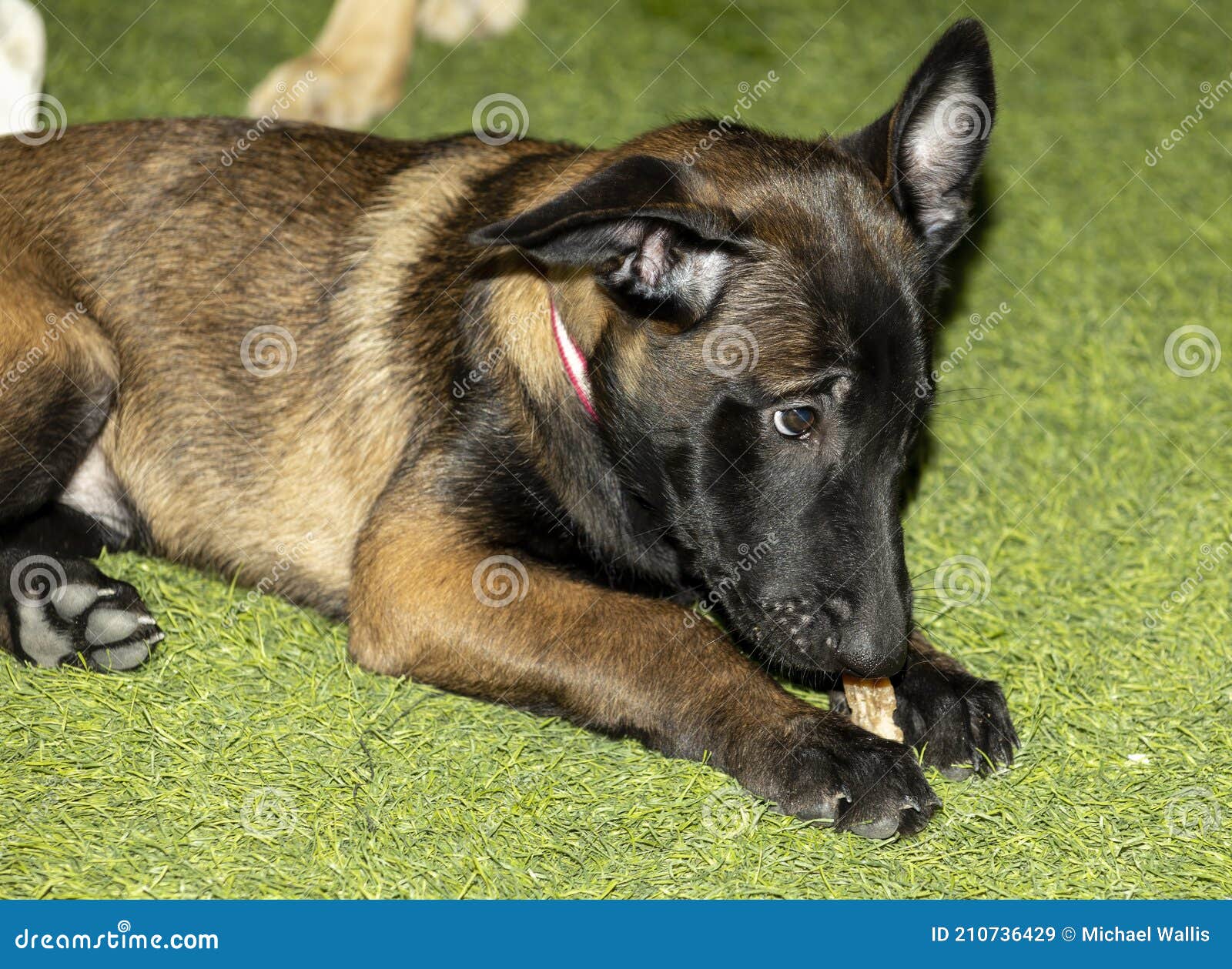 Cute Belgian Malinois Puppies