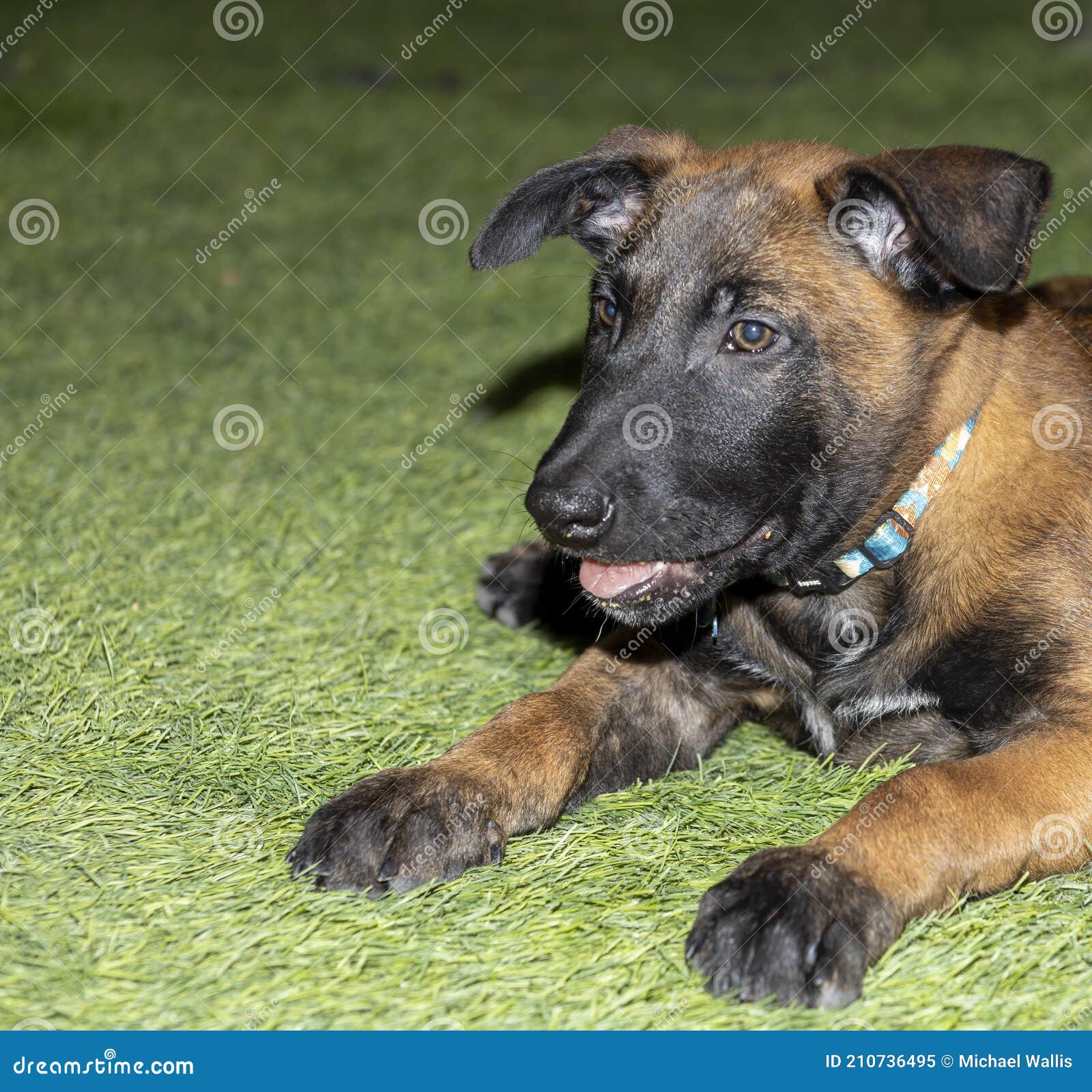 A Cute Belgian Malinois Puppy`s Face Stock Image - Image of isolated ...