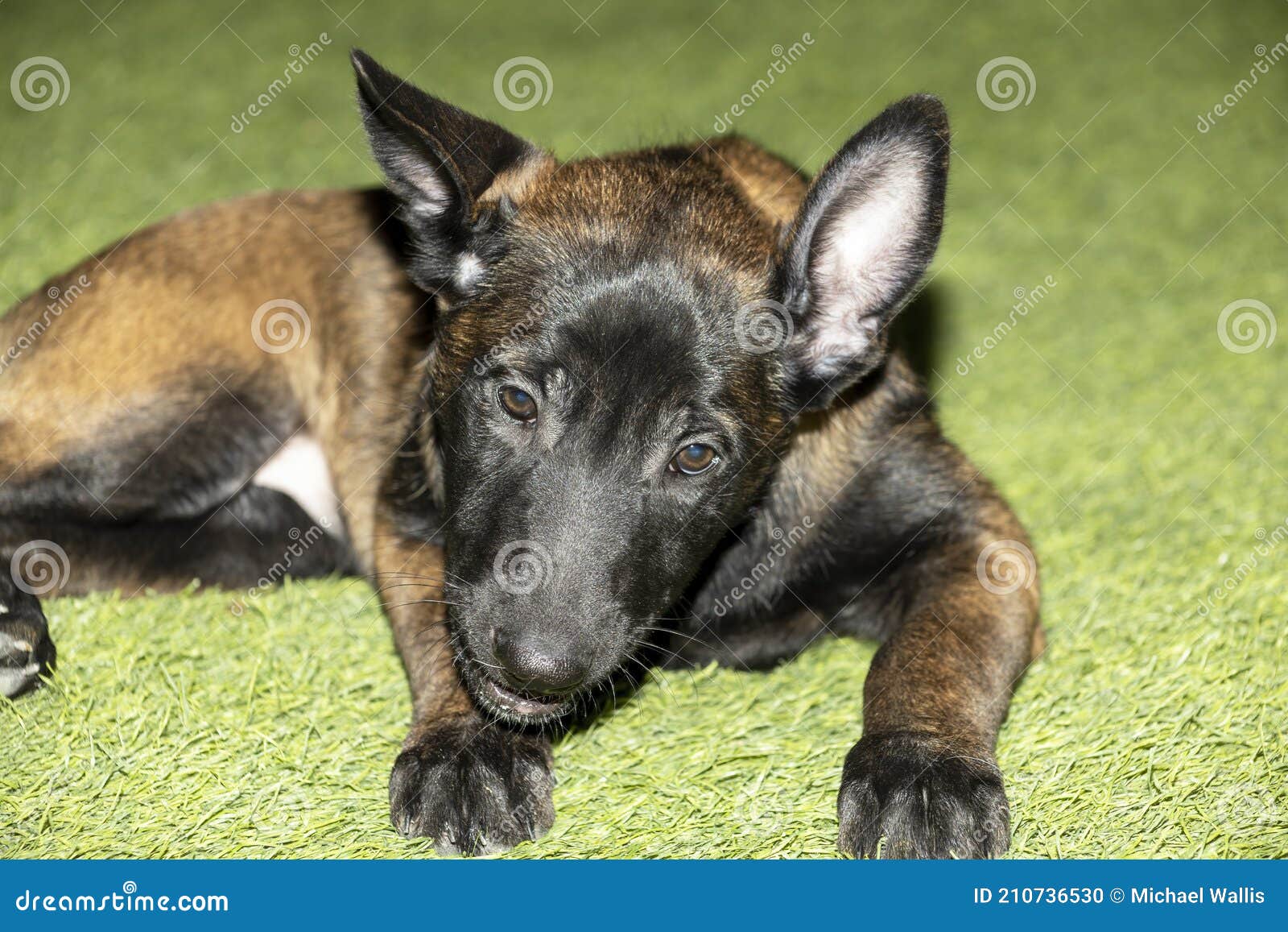 A Cute Belgian Malinois Puppy`s Face Stock Photo - Image of belgian ...