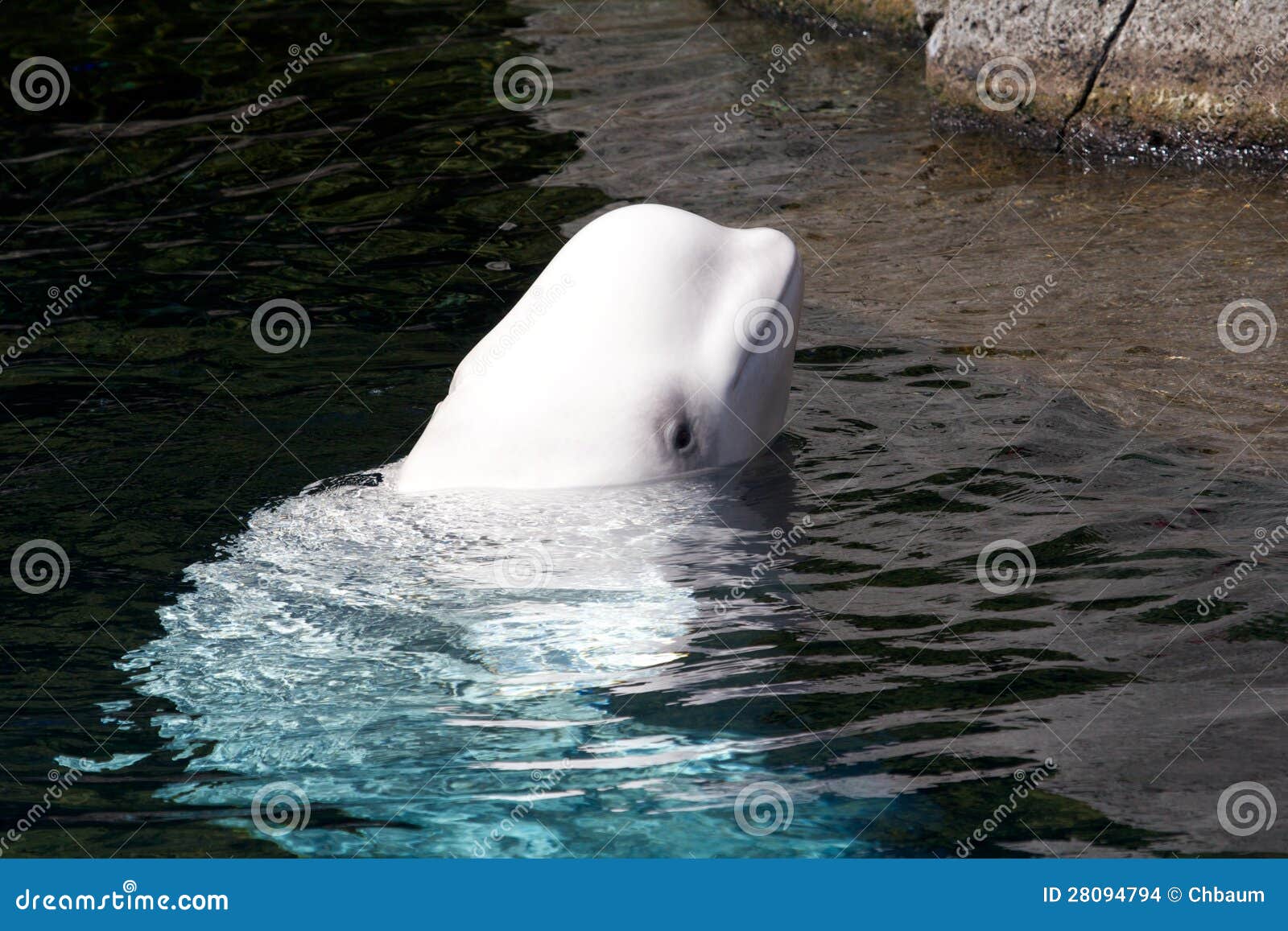 A Cute Beluga Whale Stock Image | CartoonDealer.com #21294451