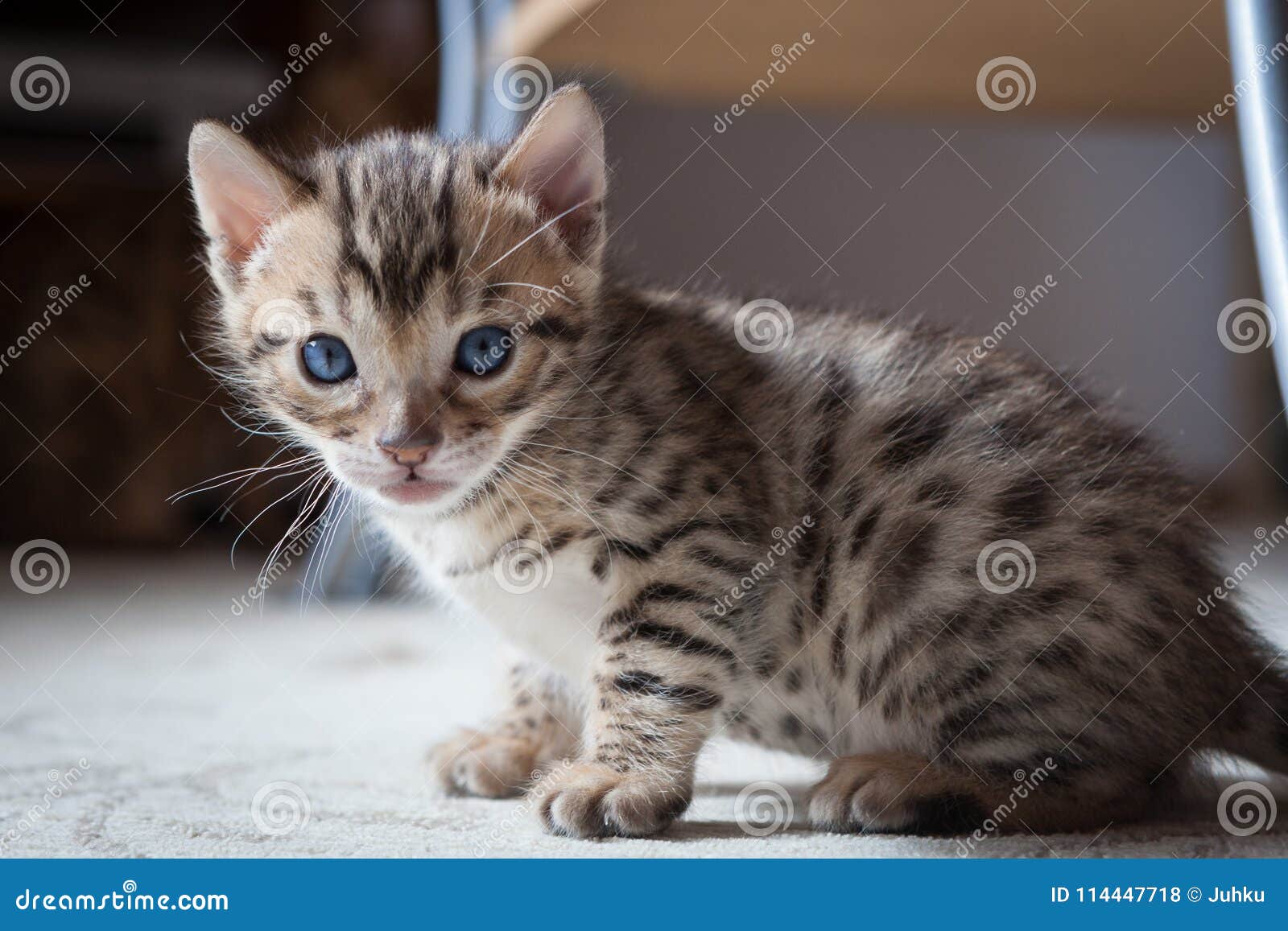 Cute bengal kitten stock photo. Image of feline, animal - 114447718