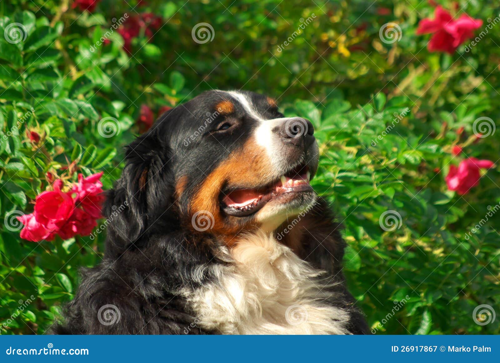 Cute Bernese Mountain Dog stock image. Image of bernese - 26917867