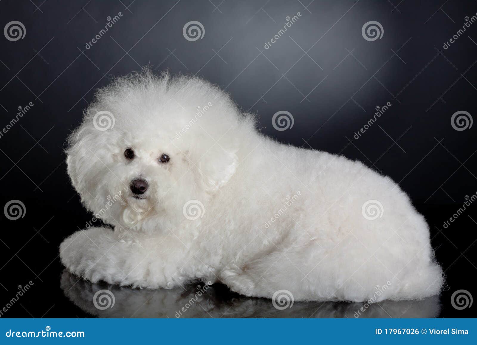Cute bichon frise stock photo. Image of animal, puppy - 17967026