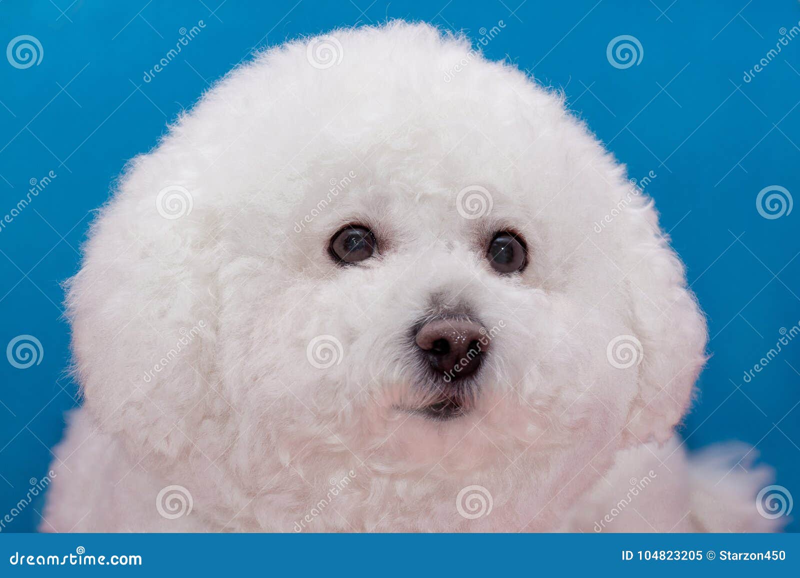 Cute Bichon Frise Close Up. Stock Image - Image of muzzle, horizontal ...