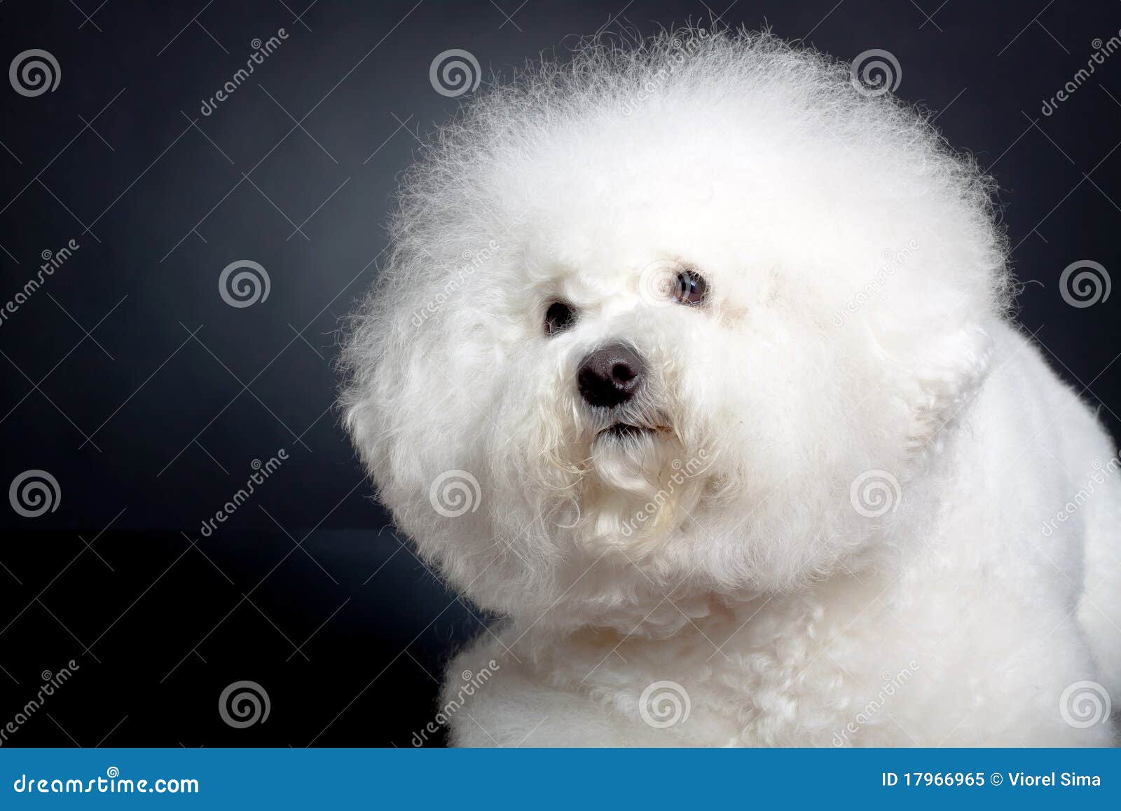 Cute Bichon Frise X Shih Tzu Stock Photography | CartoonDealer.com ...