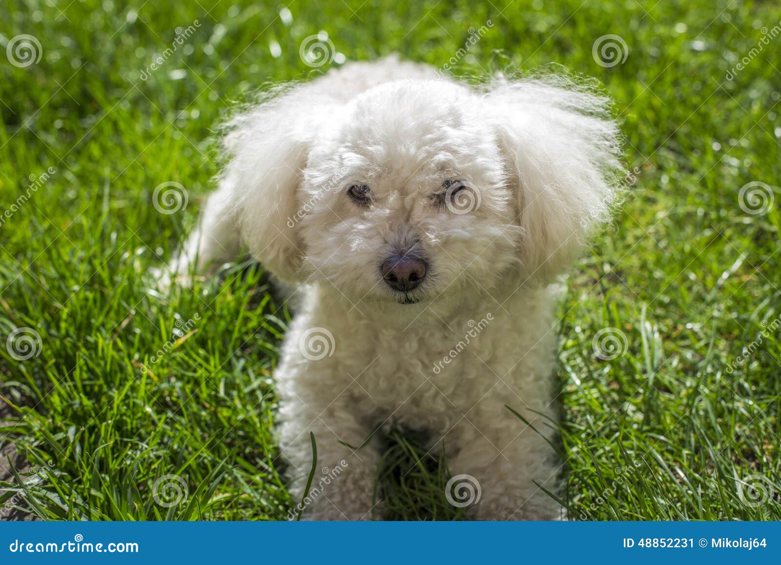 Cute Bichon Frise stock image. Image of white, cute, maltese - 48852231